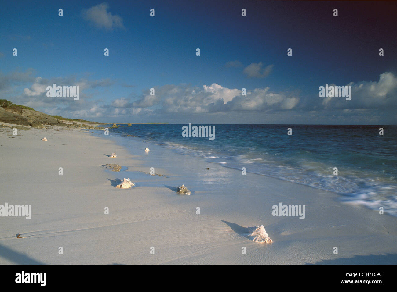 Conch shell on Seven Mile Beach, Grand Turk Island, Turk and Caicos ...