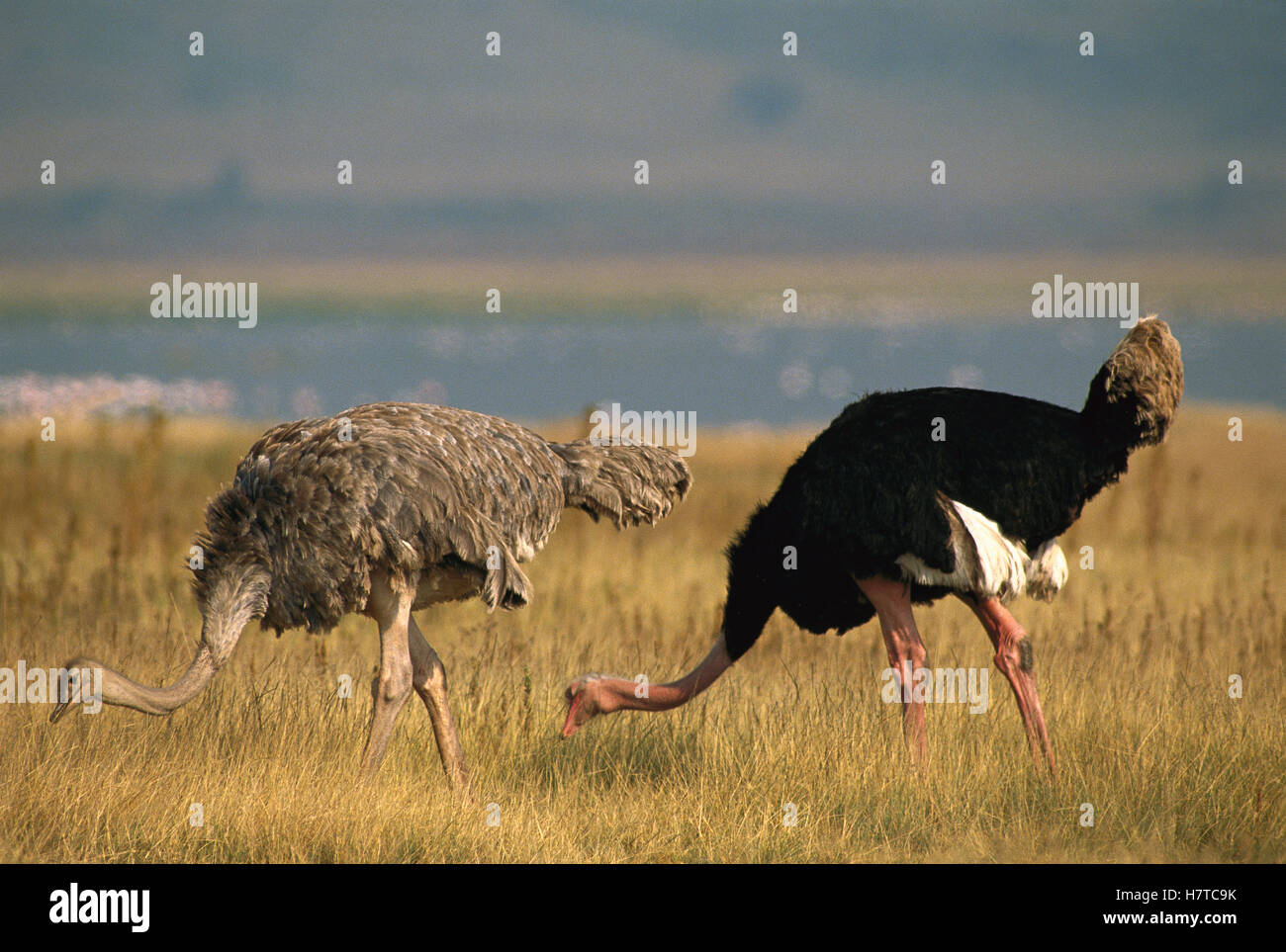 Ostrich (Struthio camelus) male and female foraging in grassland, east ...