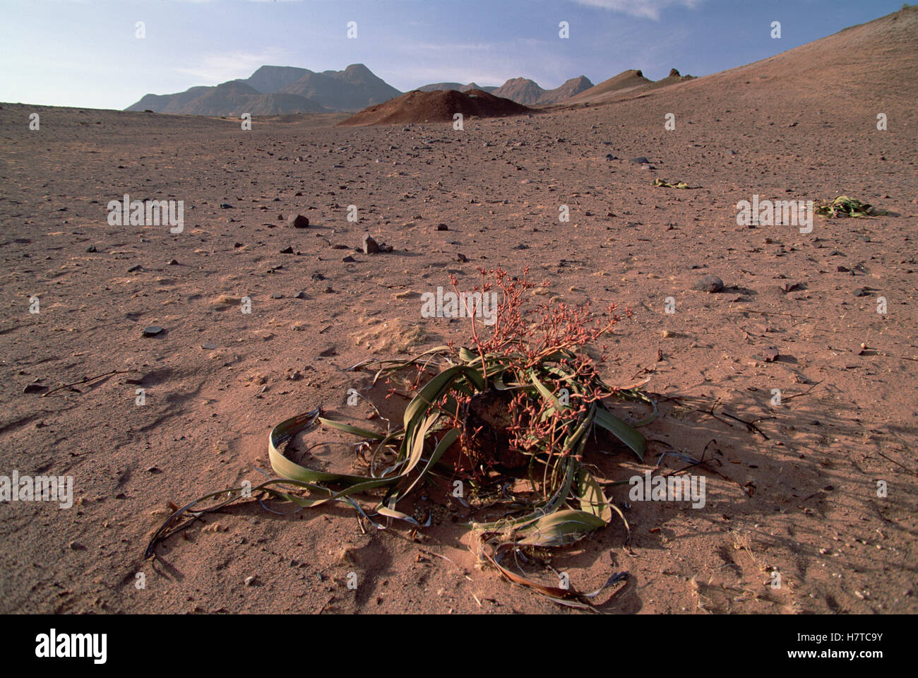 Welwitschia (Welwitschia mirabilis) single plant in desert, Damaraland ...