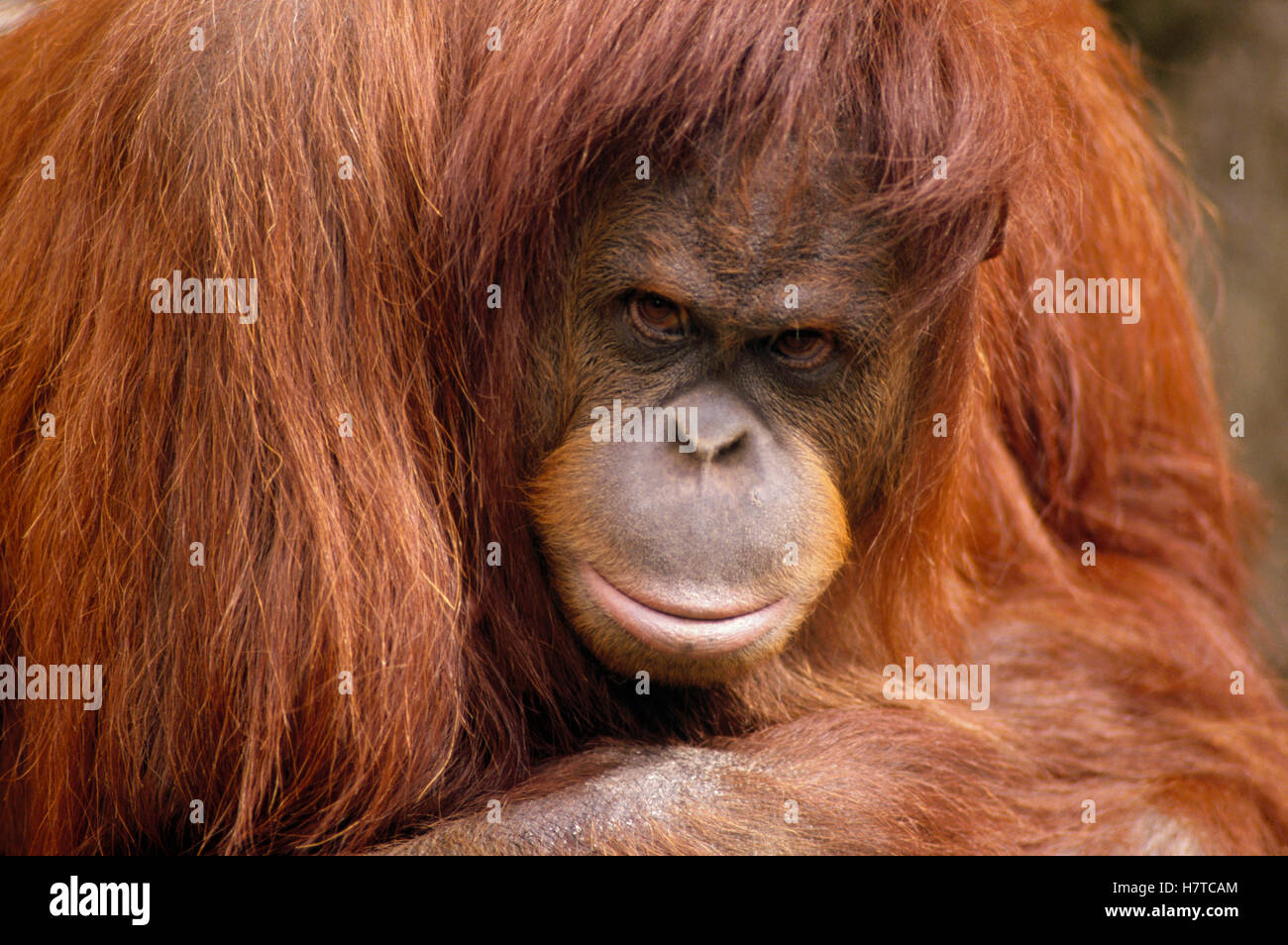 Orangutan (Pongo pygmaeus) female portrait, Borneo Stock Photo - Alamy