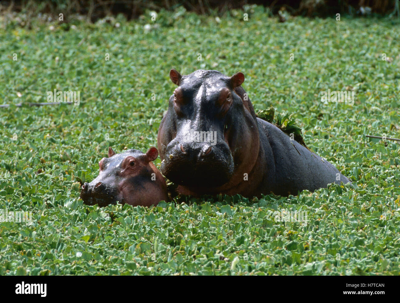 Hippopotamus (Hippopotamus amphibius) mother and baby emerging from ...