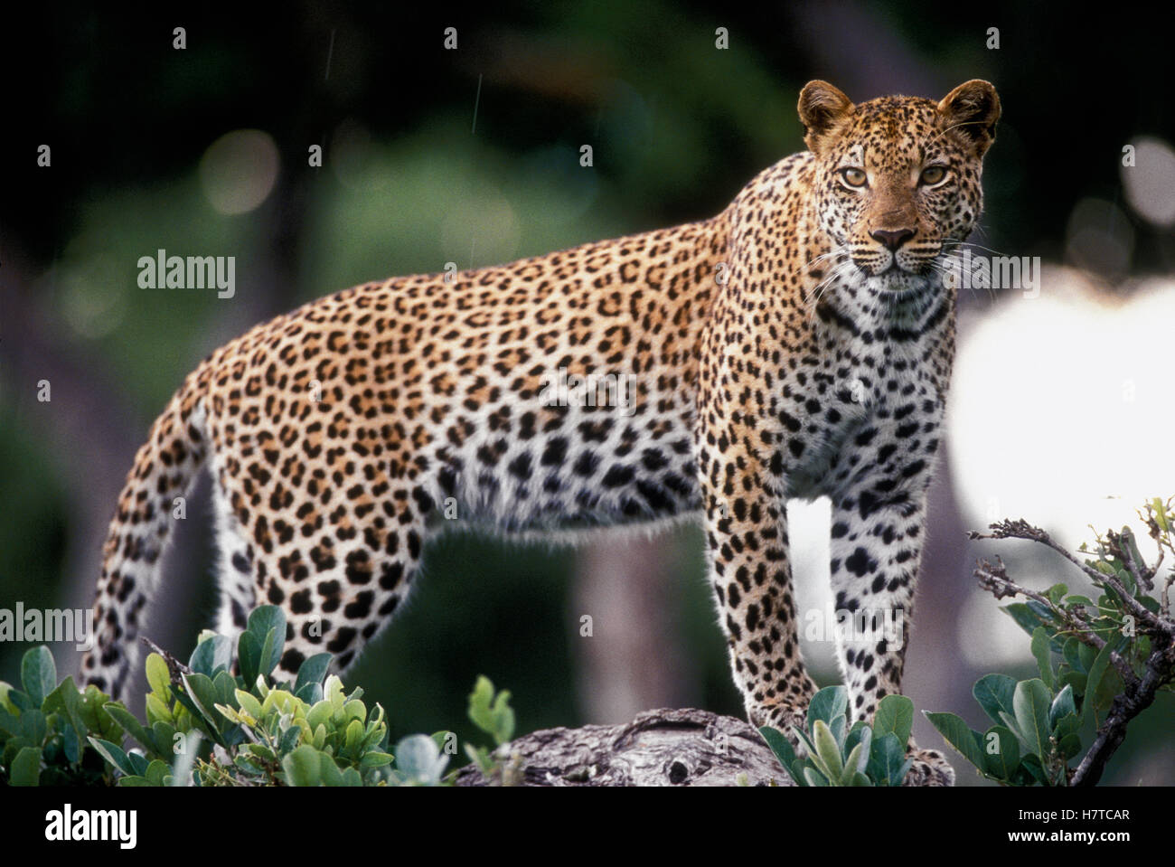Leopard (Panthera pardus) female, portrait, Moremi Wildlife Reserve ...