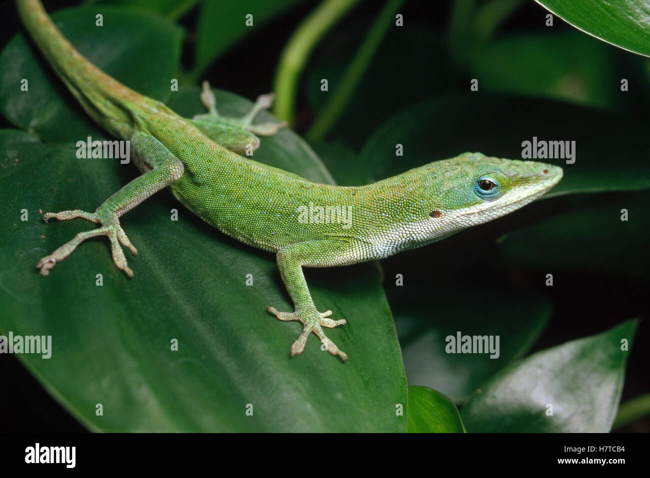 Green Anole (Anolis carolinensis) on leaf, native to southeast USA and ...