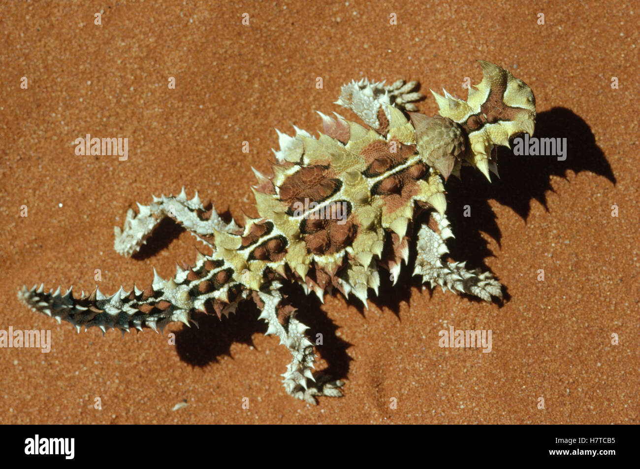 Thorny Devil (Moloch horridus) overhead view, native to the Central ...