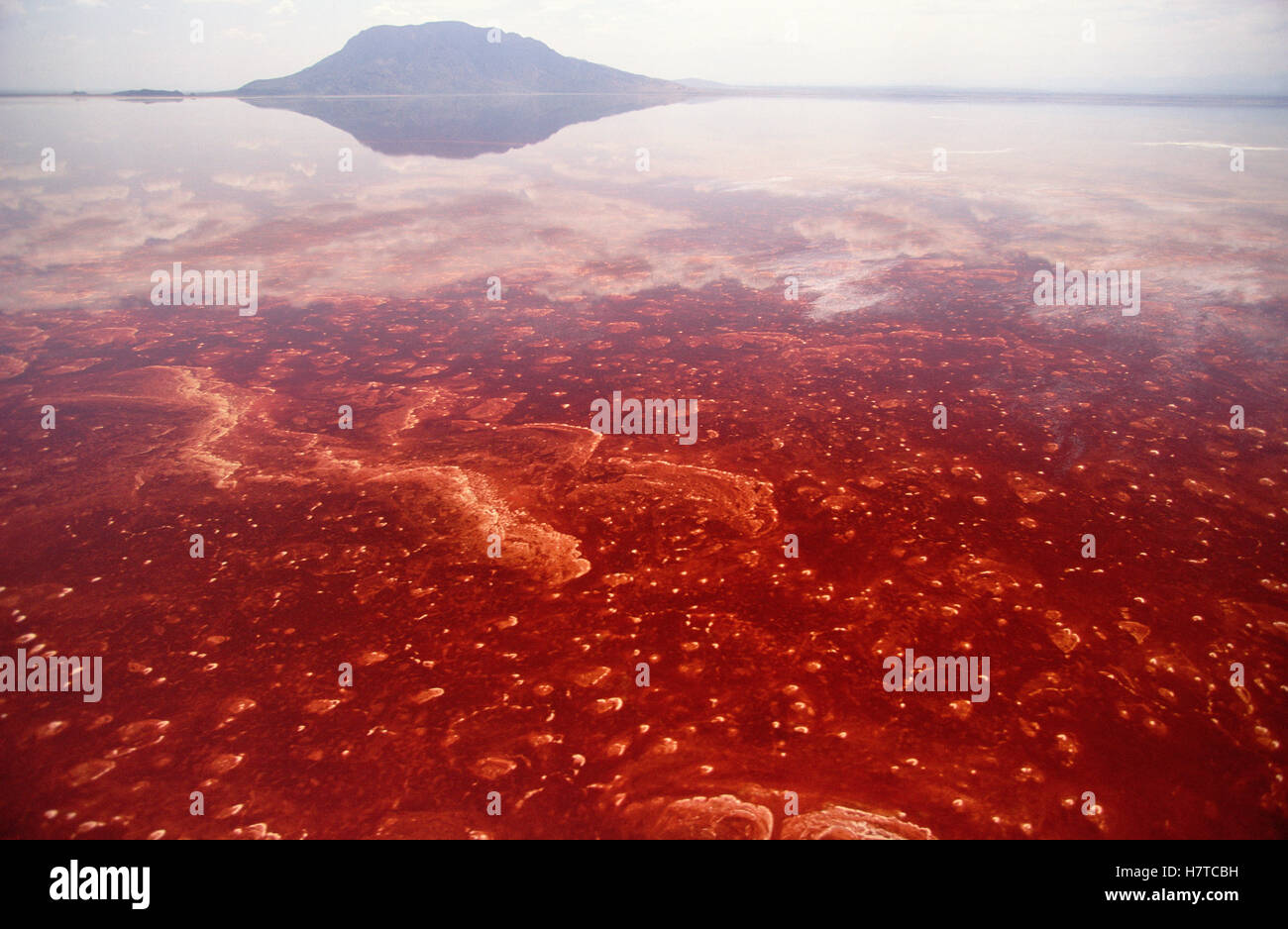 Soda and algae formation on surface of Lake Natron, Great Rift Valley ...