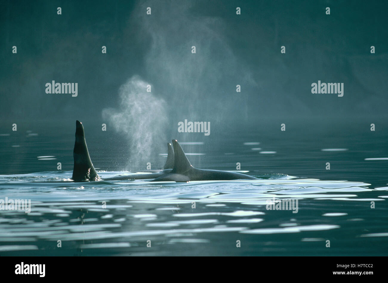 Orca (Orcinus orca) spouting, North America Stock Photo - Alamy