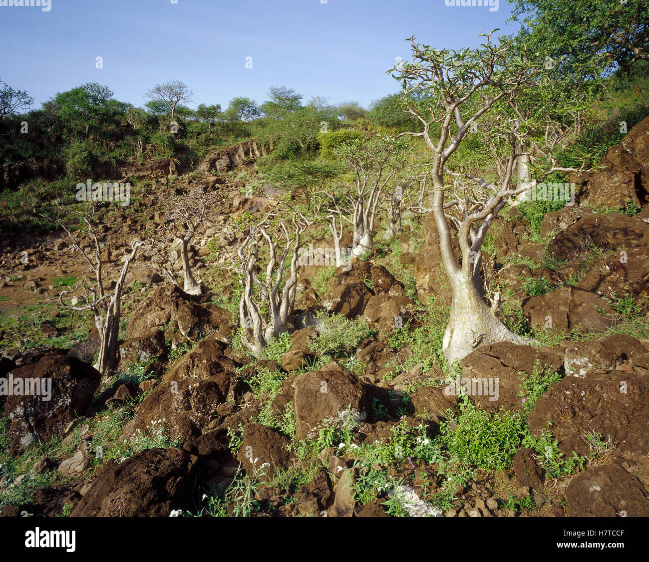 Desert Rose (Adenium obesum) trees, Ol Kokwa Island, Lake Baringo ...
