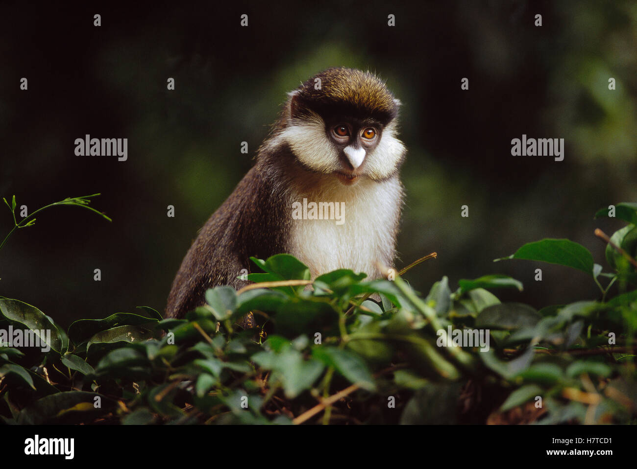 Red-tail Monkey (Cercopithecus ascanius) in tree, Masai Mara National ...