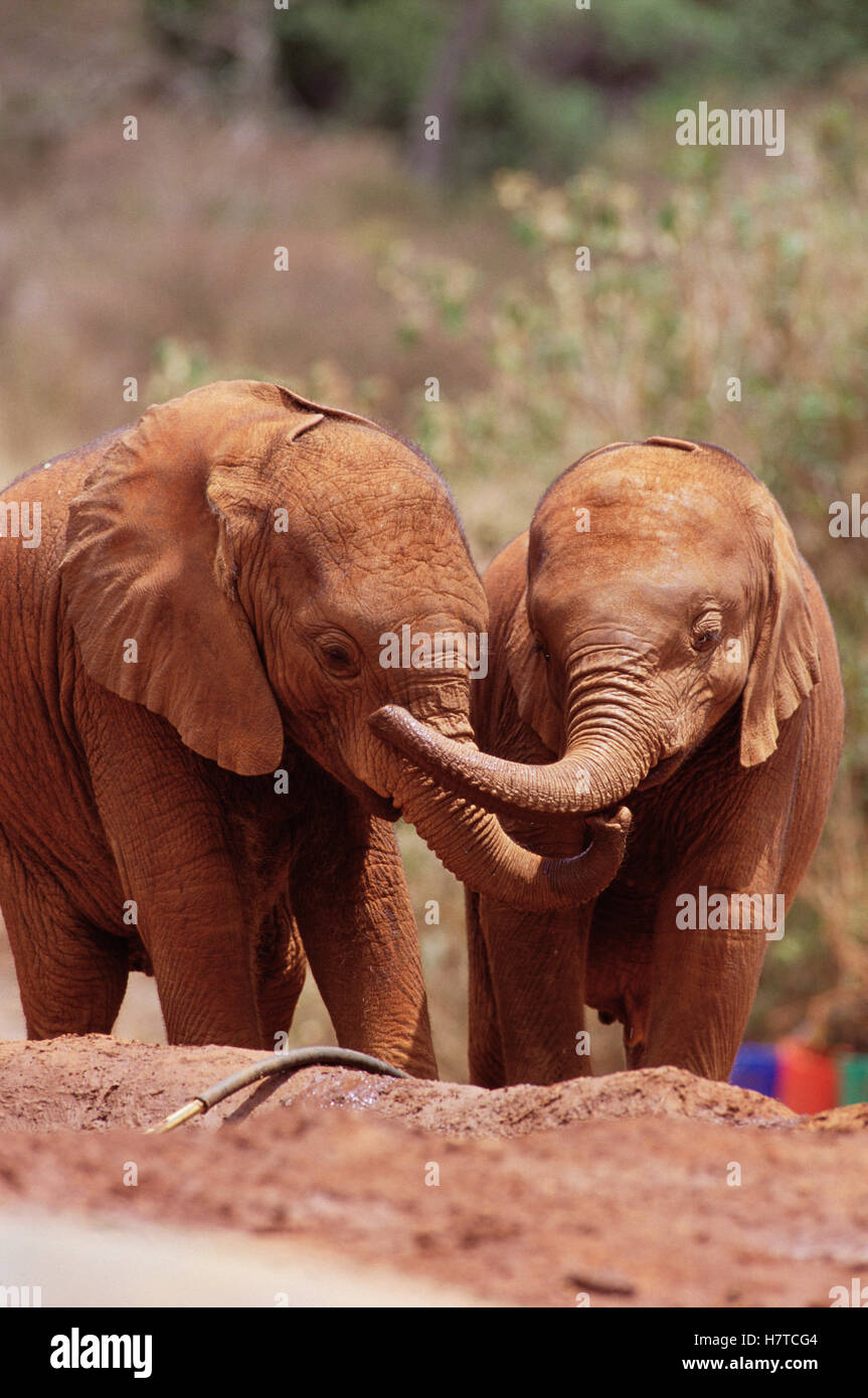 African Elephant (Loxodonta africana) orphans called Natumi and ...