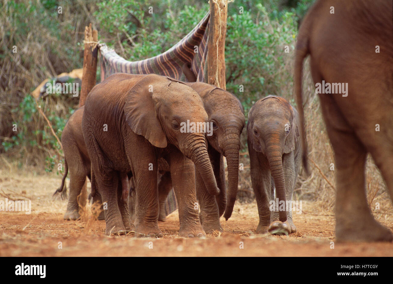 African Elephant (Loxodonta africana) orphans heading out to mud bath ...