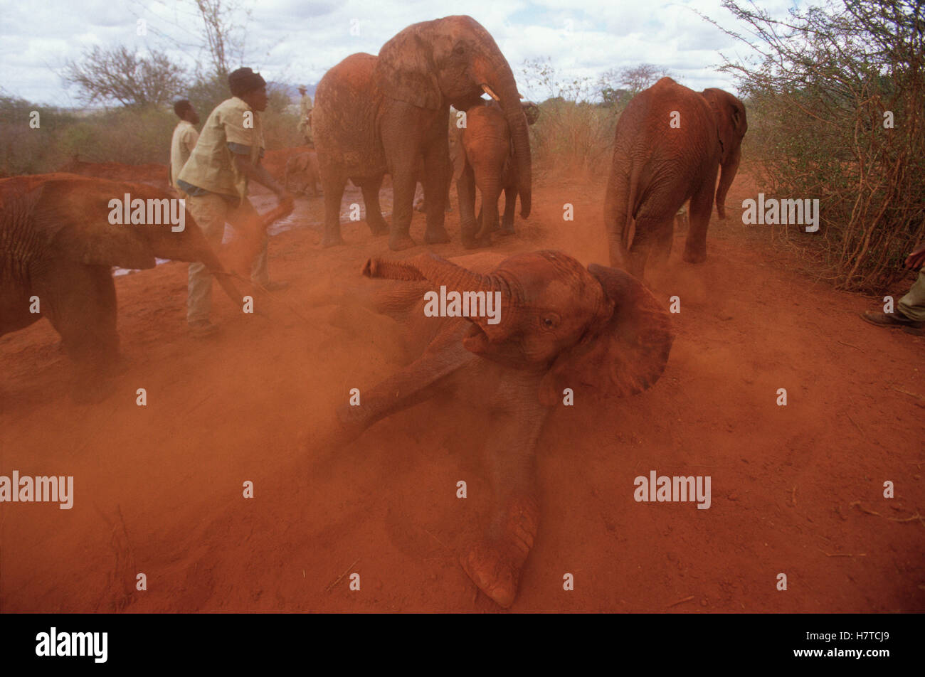 African Elephant (Loxodonta africana) orphan taking a dust bath, David ...