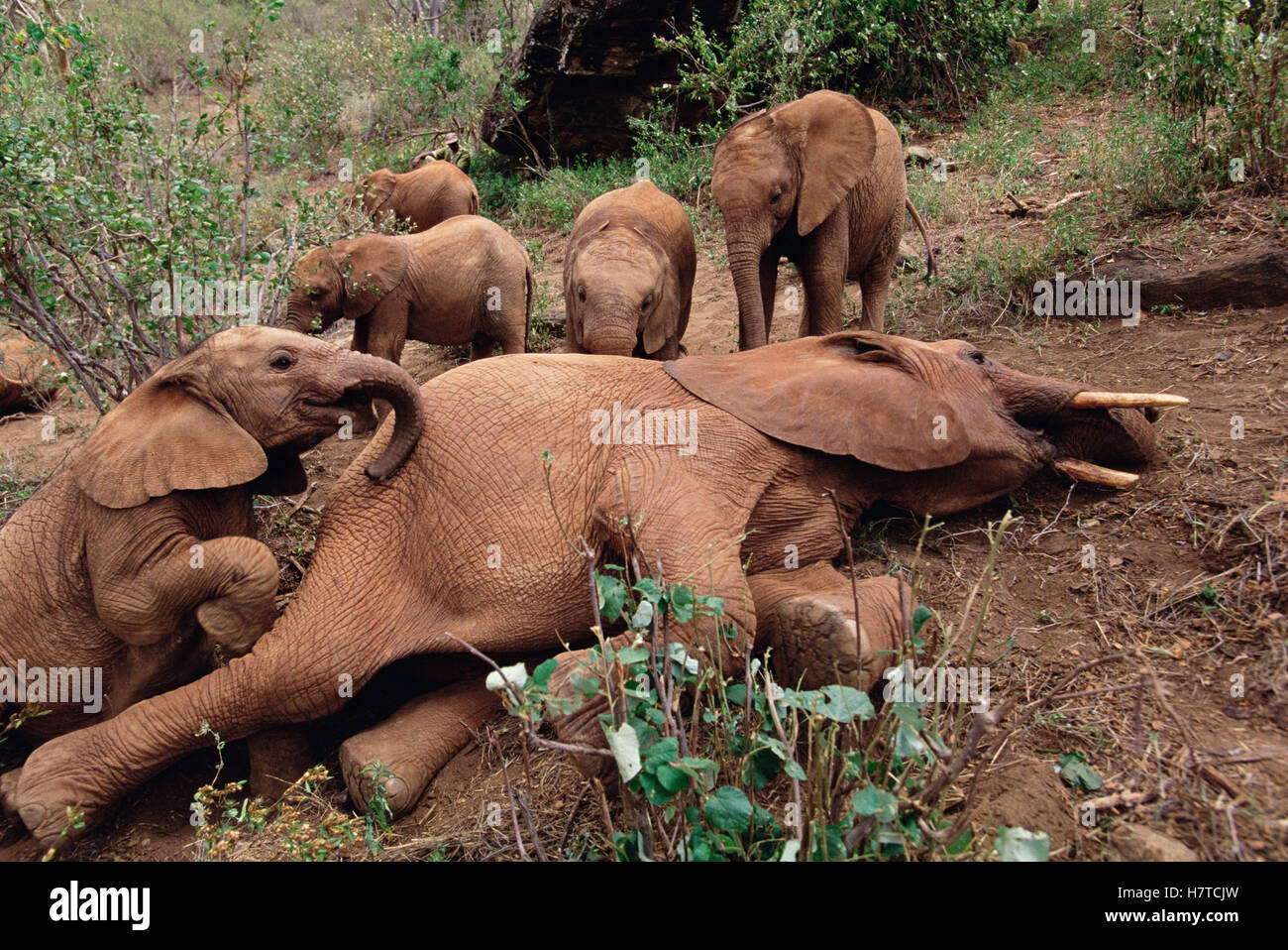 African Elephant (Loxodonta africana) young orphans meeting Imenti, an ...