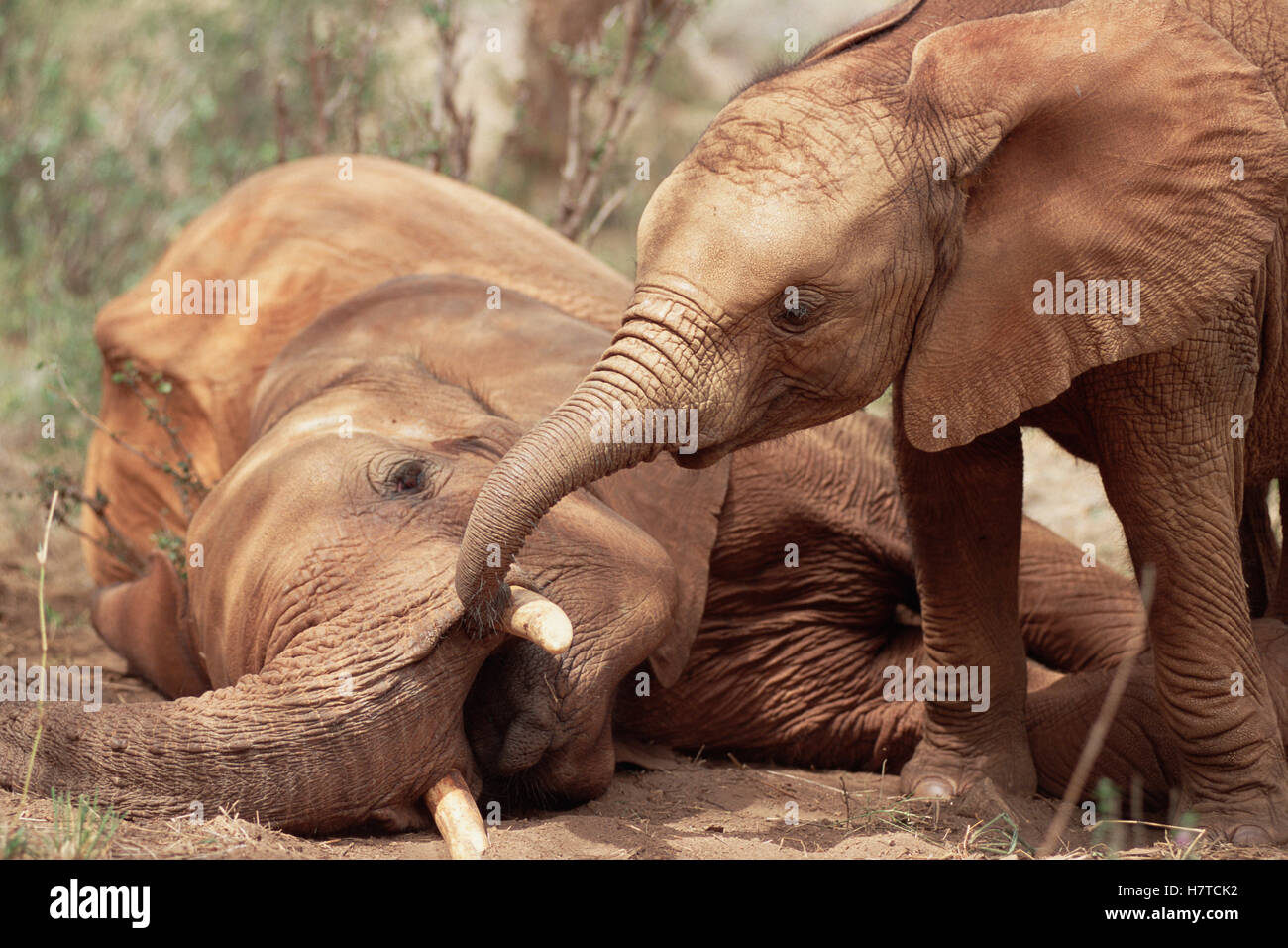African Elephant (Loxodonta africana) orphan called Edie exploring ...