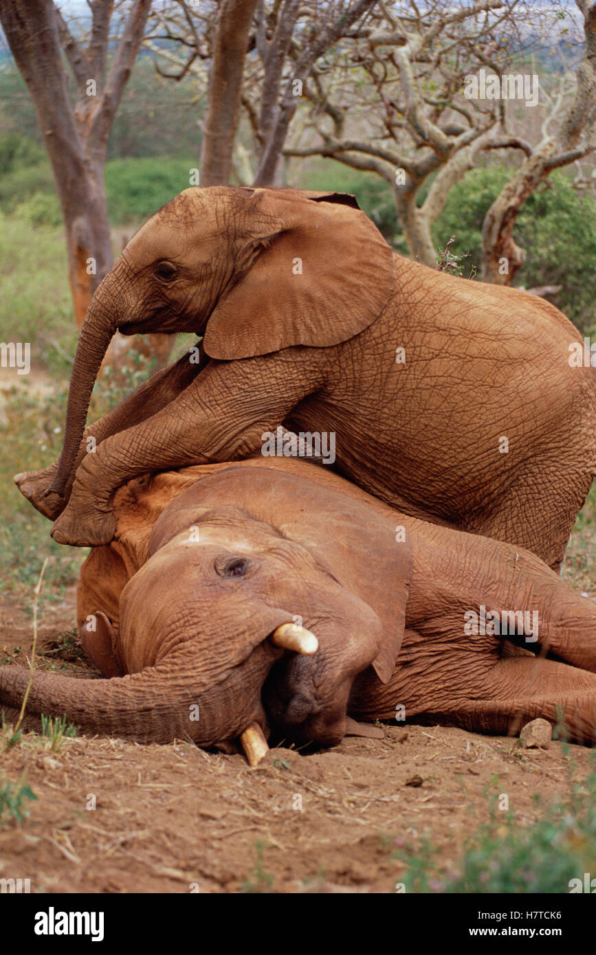African Elephant (Loxodonta africana) orphans meeting Imenti, an older ...