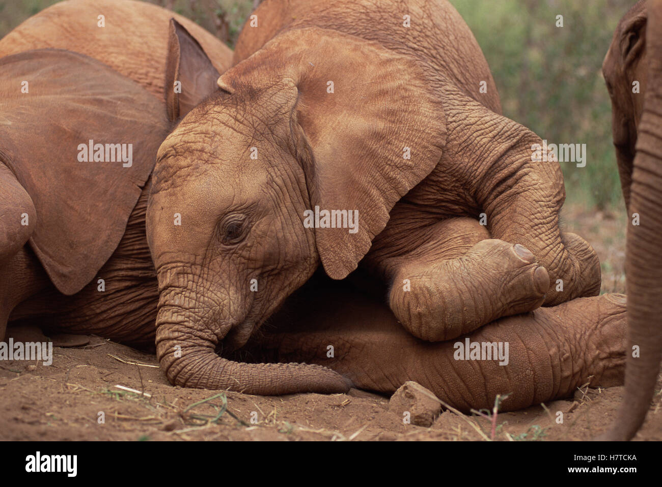 African Elephant (Loxodonta africana) young orphan explores Imenti, an ...