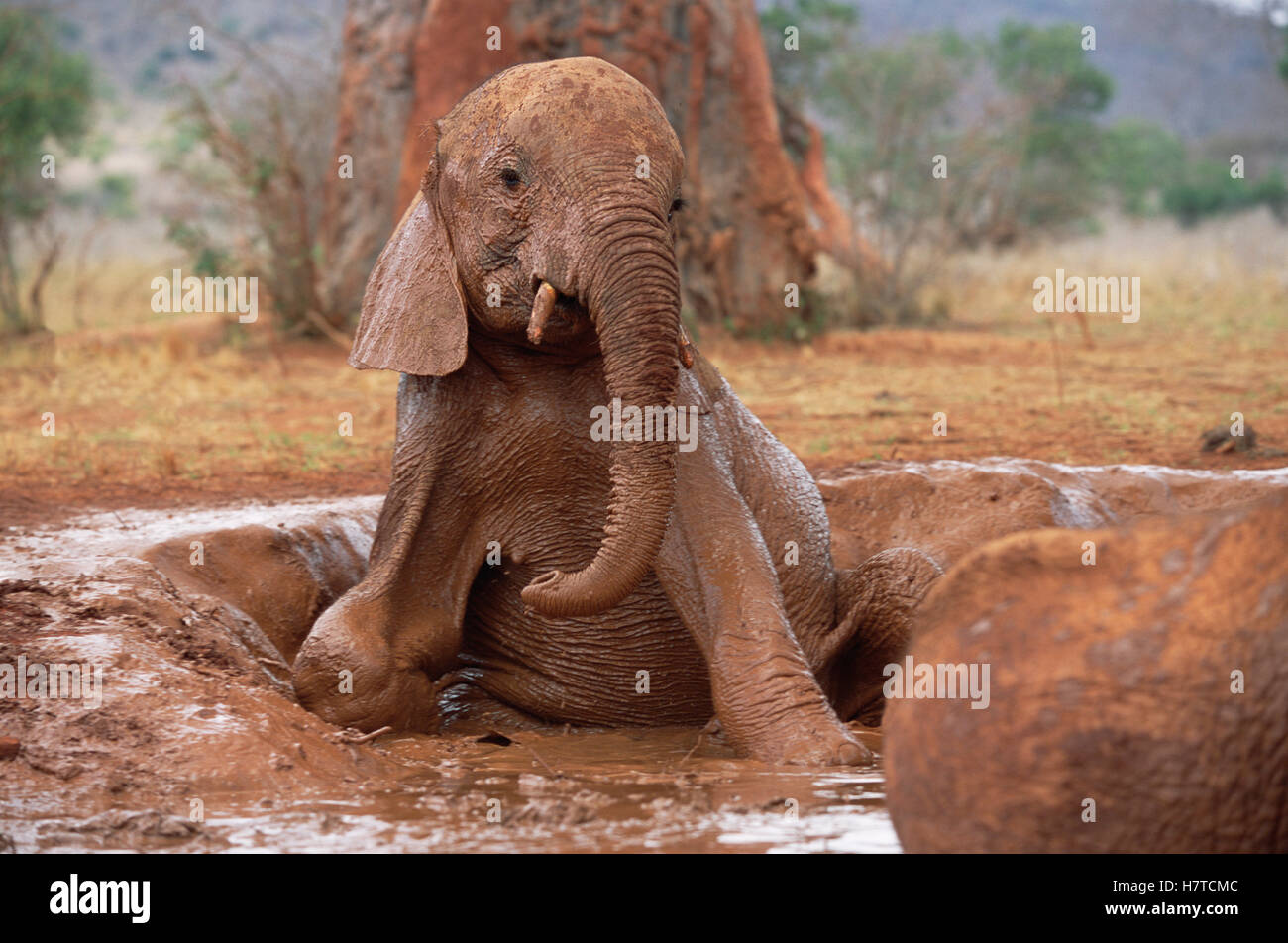 African Elephant (Loxodonta africana) orphan on knees in mud bath ...