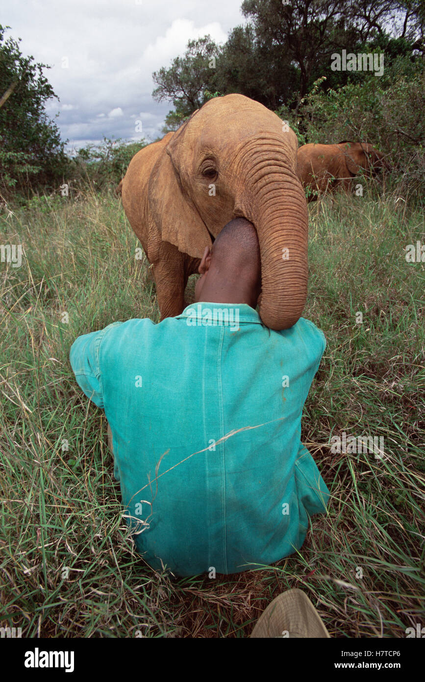 African Elephant (Loxodonta africana) orphan playing with Julius Latoya ...