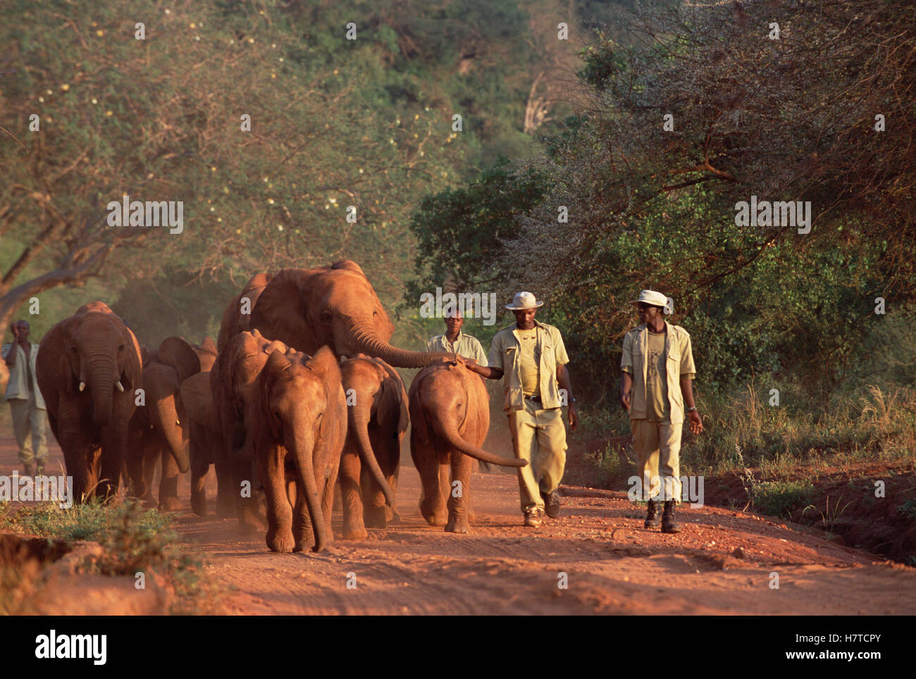 African Elephant (Loxodonta africana) the orphan eight being led back ...