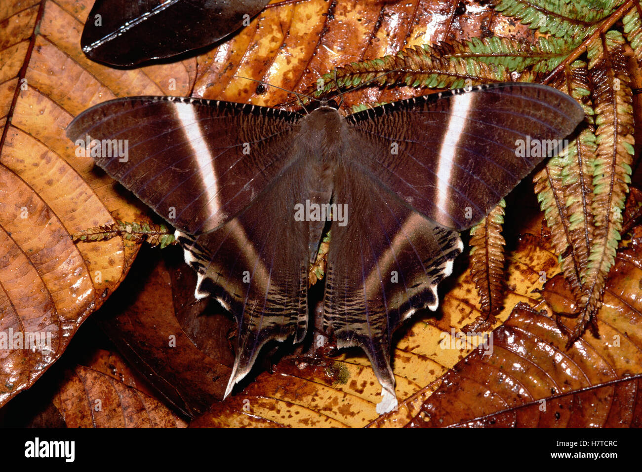 Moth (Uraniidae) female, diurnal, lowland tropical rainforest species ...