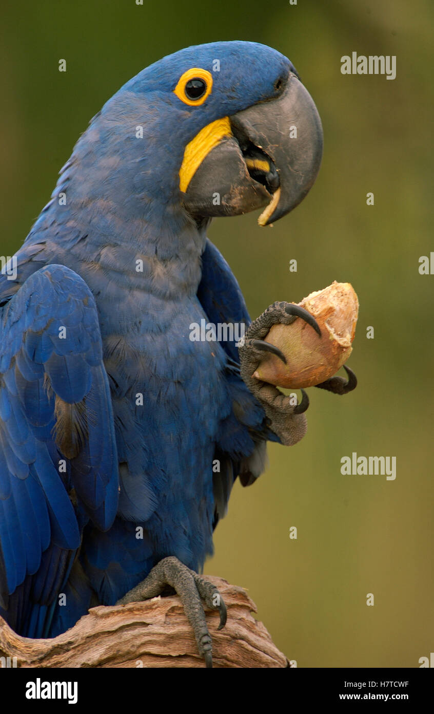 Hyacinth Macaw (Anodorhynchus hyacinthinus) in Cerrado habitat eating ...