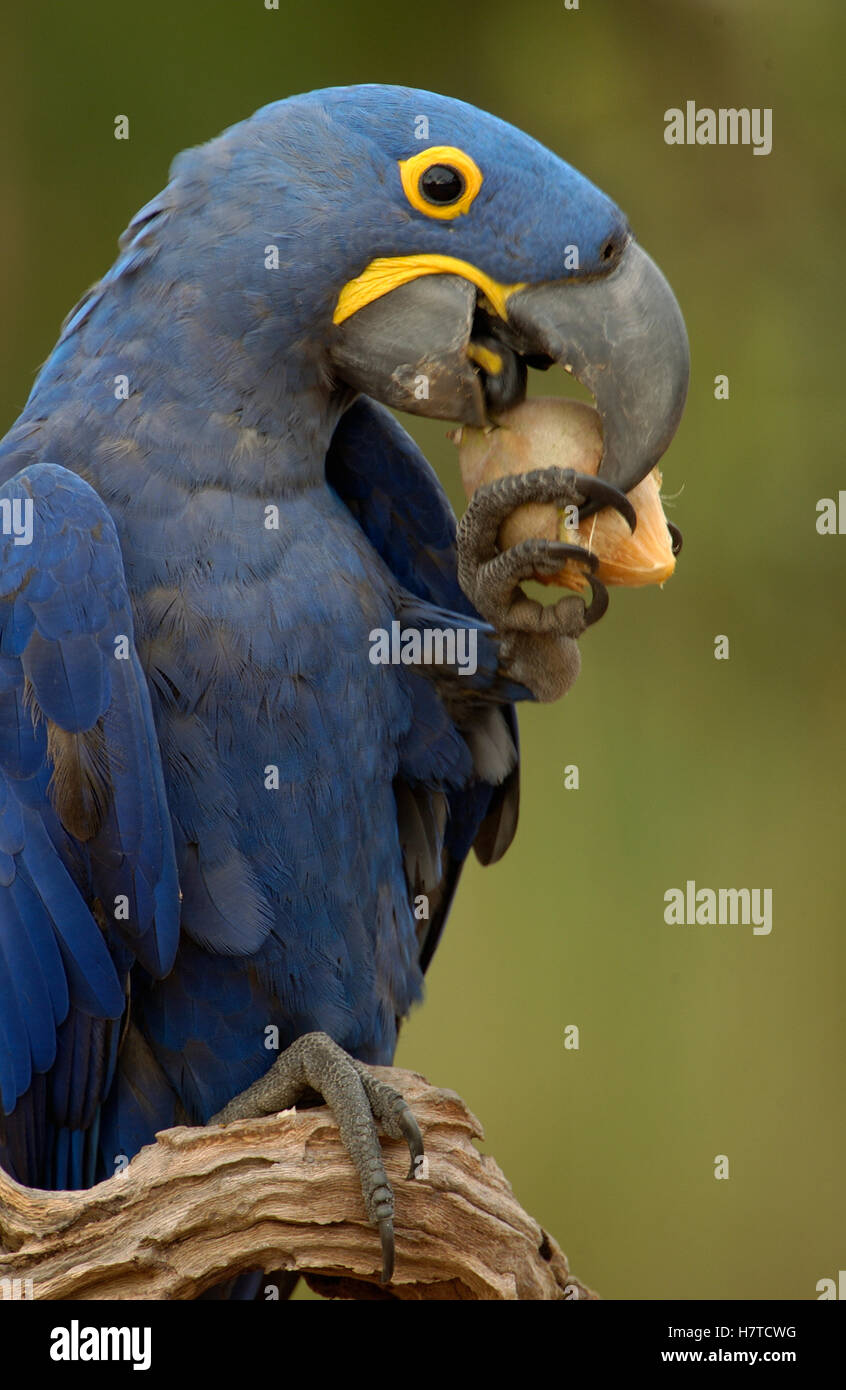 Hyacinth Macaw (Anodorhynchus hyacinthinus) in Cerrado habitat eating ...