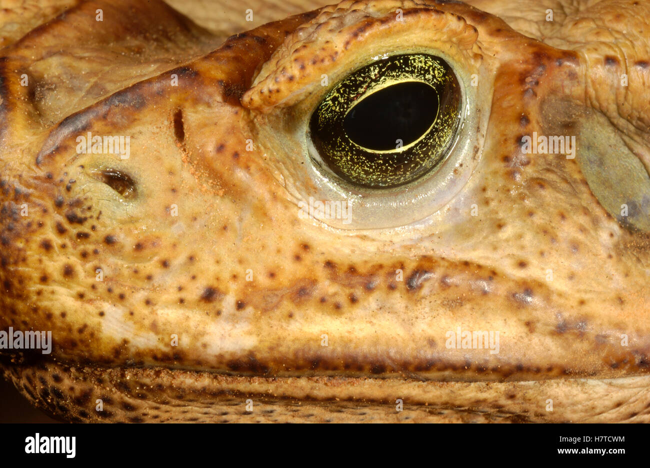 Rococo toad hi-res stock photography and images - Alamy