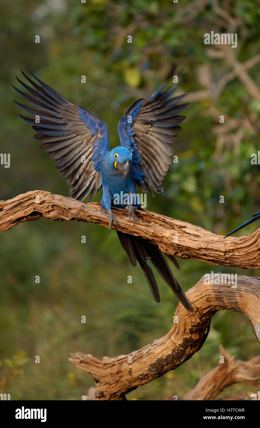 Hyacinth Macaw (Anodorhynchus hyacinthinus) landing on a branch in ...