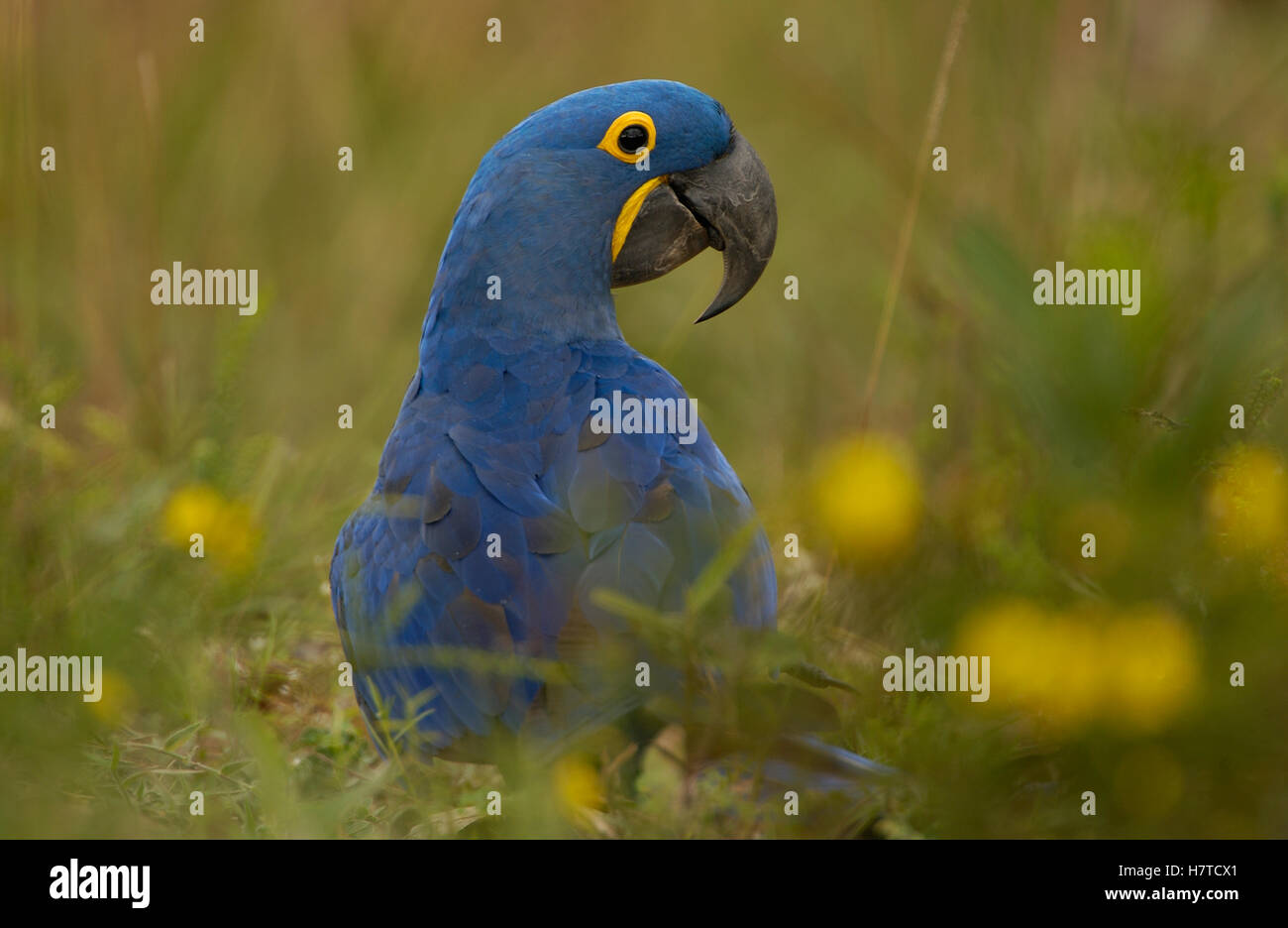 Hyacinth Macaw (Anodorhynchus hyacinthinus) portrait, Cerrado habitat ...