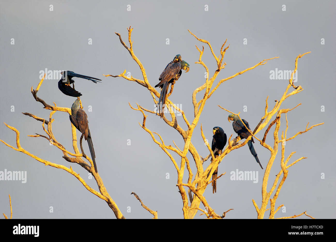 Hyacinth Macaw (Anodorhynchus hyacinthinus) flock perched in tree ...