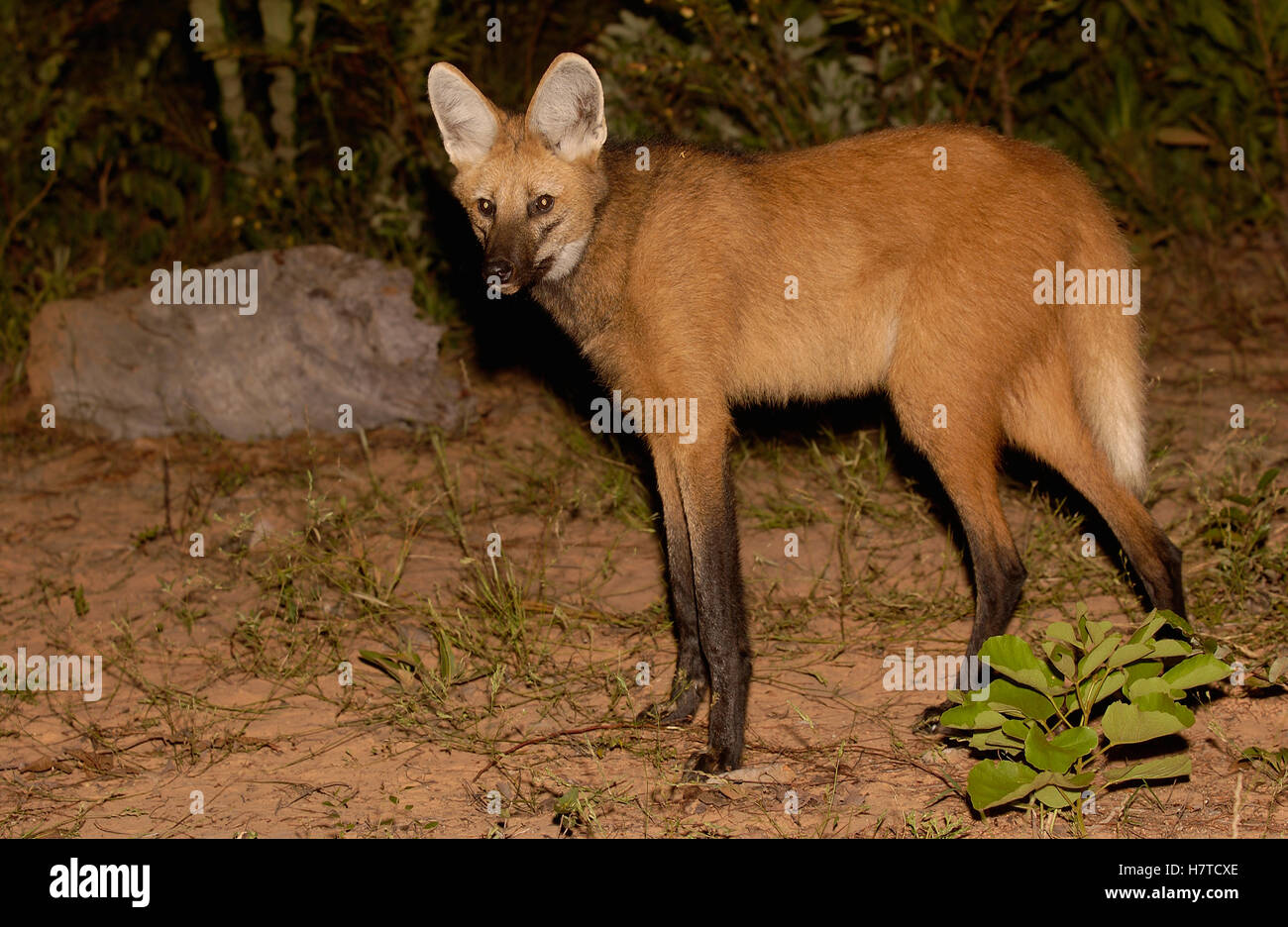Maned Wolf (Chrysocyon brachyurus) at night in Cerrado grassland, South ...