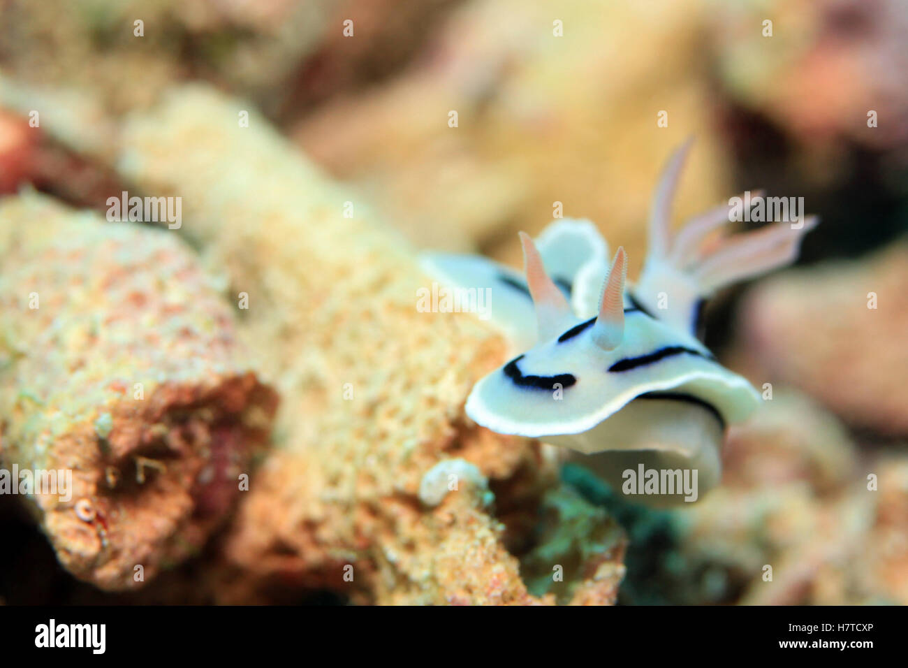 Loch’s Magnificent Slug (Chromodoris Lochi) Nudibranch. Mansuar, Raja ...