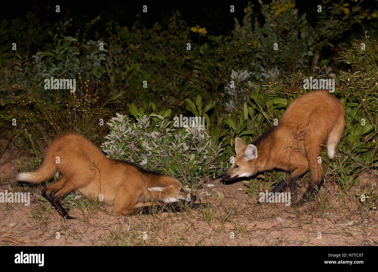 Maned Wolf (Chrysocyon brachyurus) pair greeting each other at night in ...