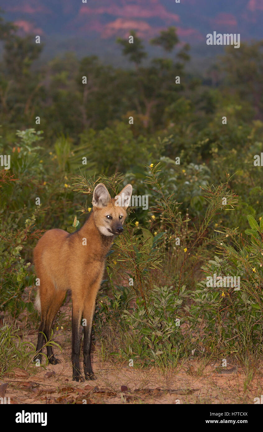 Maned Wolf (Chrysocyon brachyurus) at dusk in Cerrado grassland, South ...