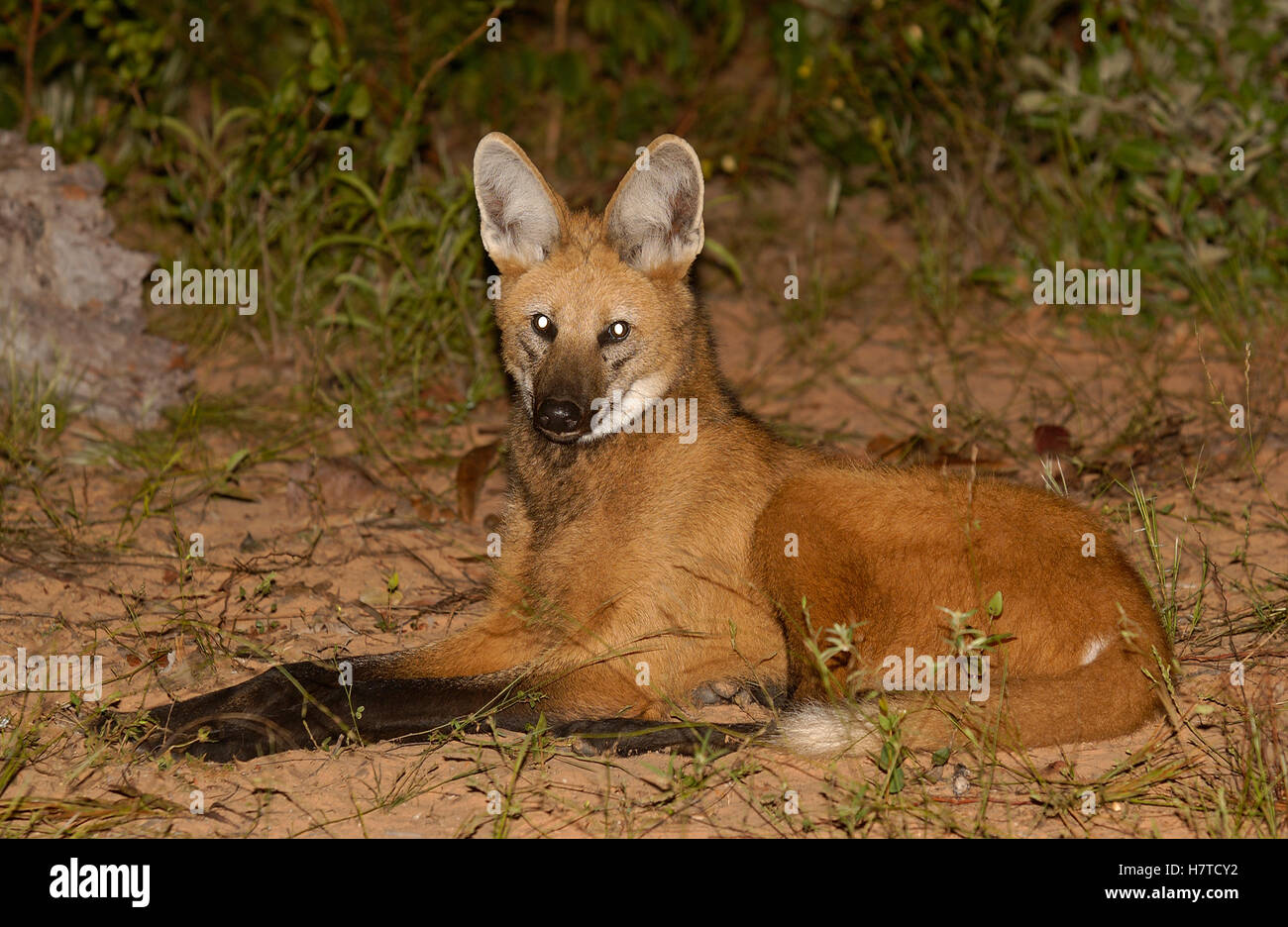 Maned Wolf (Chrysocyon brachyurus) at night in Cerrado habitat, South ...