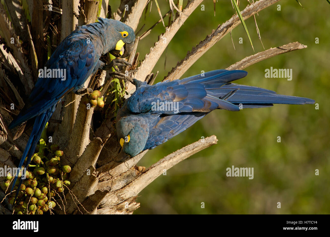 Lear's Macaw (Anodorhynchus leari) pair, feeding on palm nuts, less ...