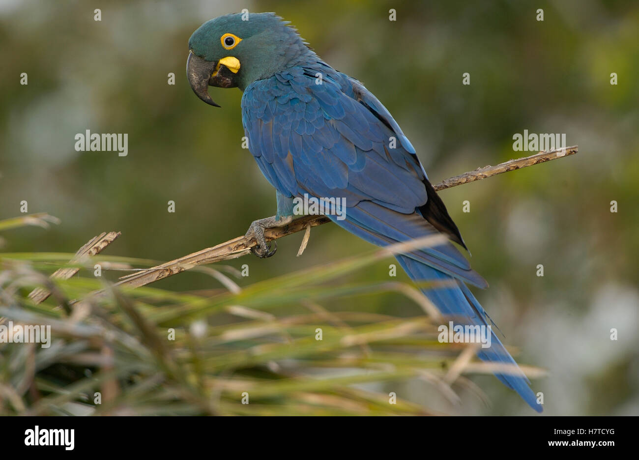 Lear's Macaw (Anodorhynchus leari) perching in tree, less than 500 ...