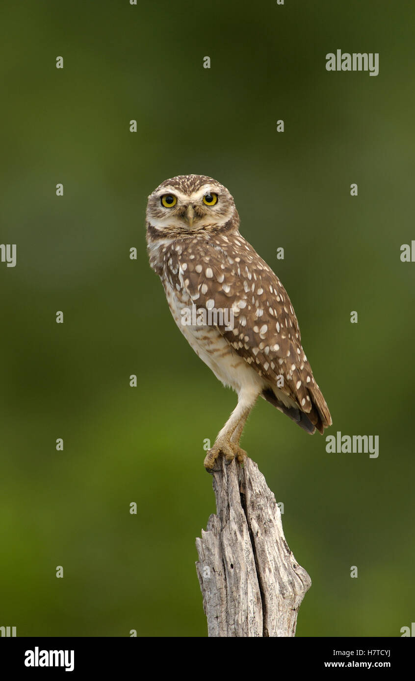 Burrowing Owl (Athene cunicularia) adult perching on stump, Caatinga ...