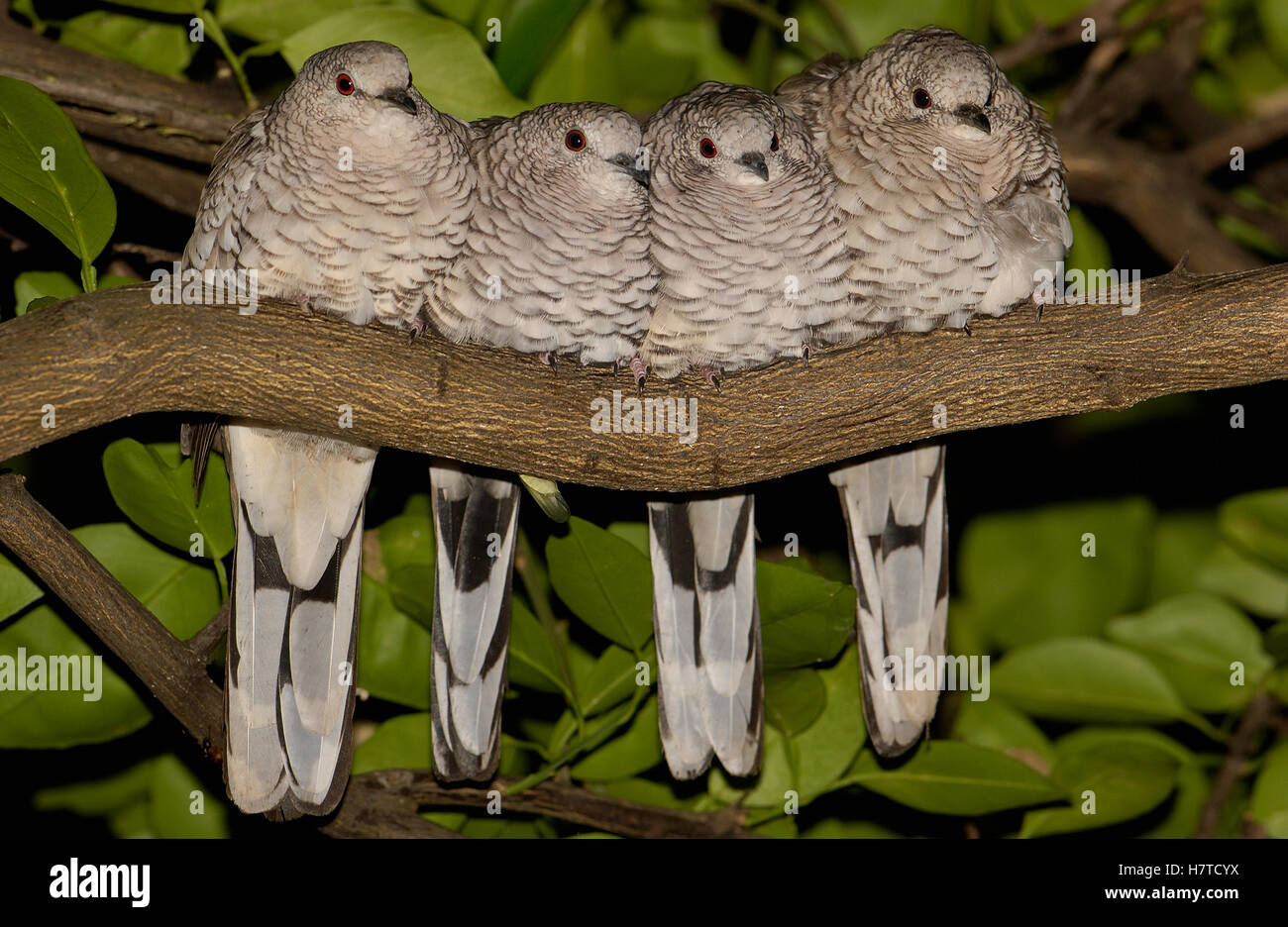 Scaled Dove (Columbina squammata) four huddled together on branch ...