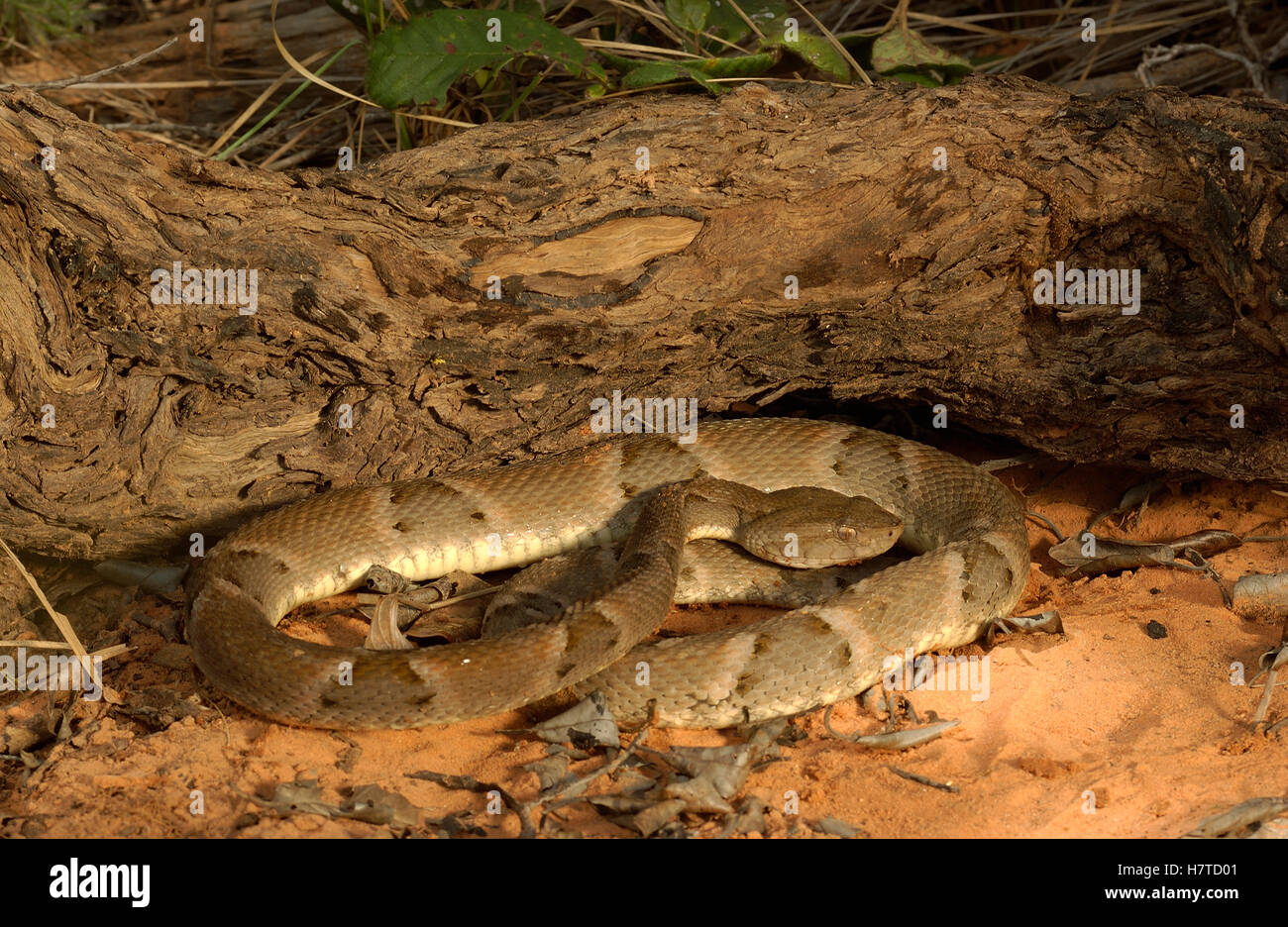 Brazilian Lancehead (Bothrops moojeni) venomous pit viper, coiled on ...