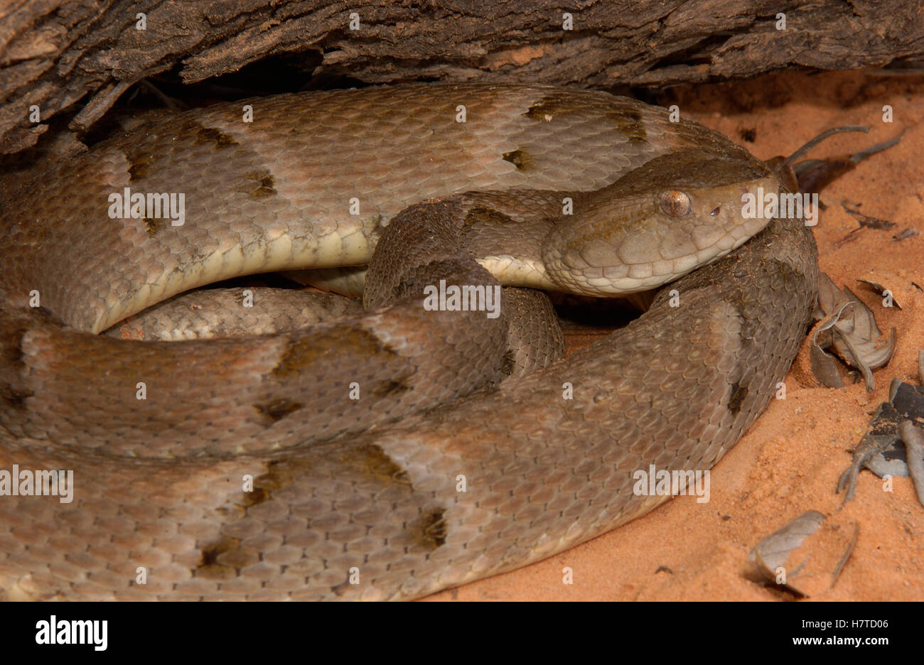 Brazilian Lancehead (Bothrops moojeni) venomous pit viper, coiled on ...