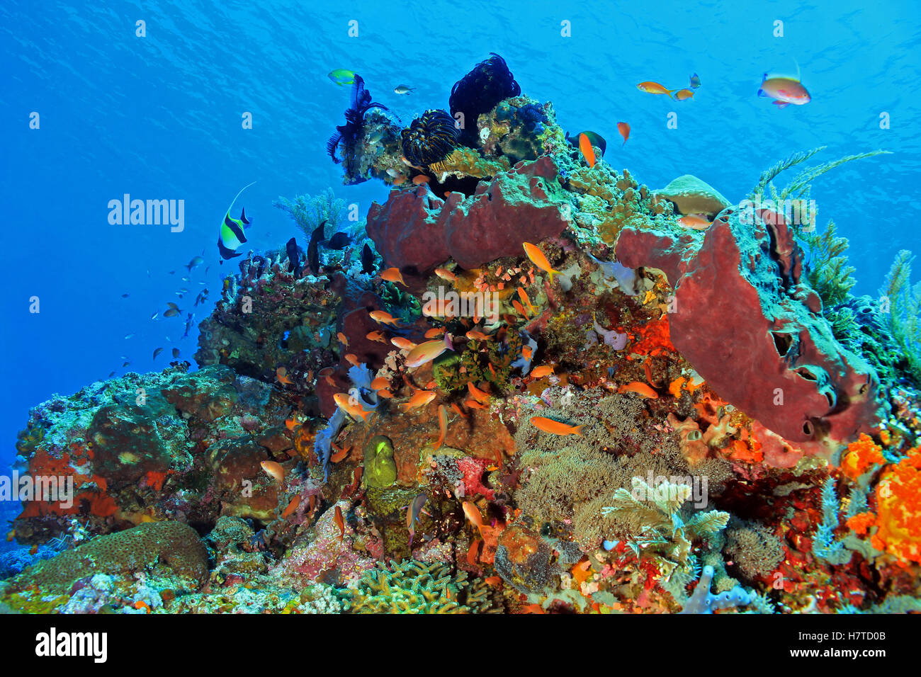 The Pristine and Colorful Coral Reefs of Komodo, Indonesia Stock Photo ...