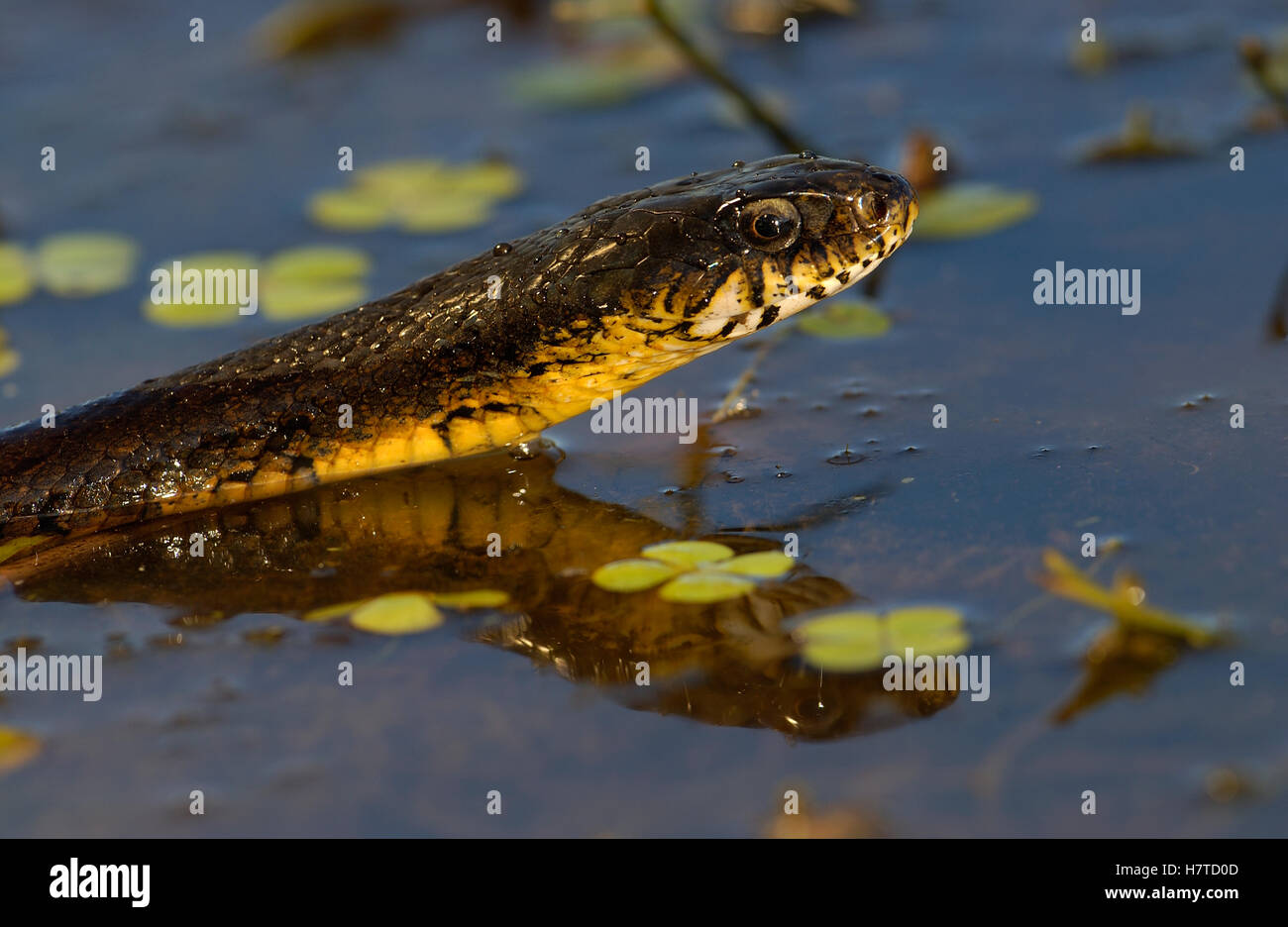 Rio Tropical Racer (Mastigodryas bifossatus) swimming, non-venomous ...