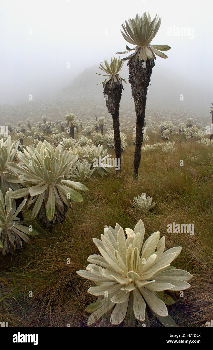 Paramo Flower (Espeletia pycnophylla) in Paramo habitat, endemic ...