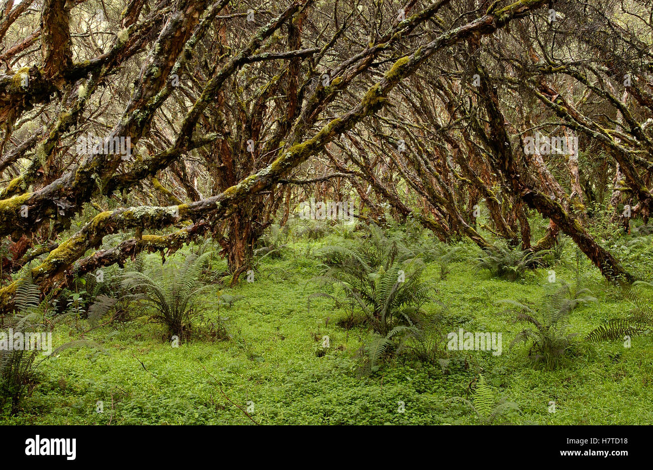 Polylepis (Polylepis incana) forest, an important source for fuel wood ...