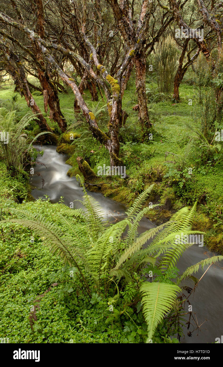 Polylepis (Polylepis incana) forest and stream, the trees are an ...