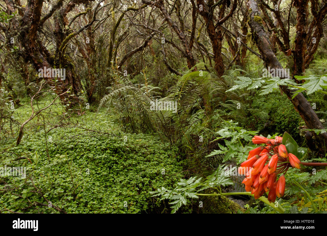 Polylepis (Polylepis incana) forest and stream, the trees are an ...