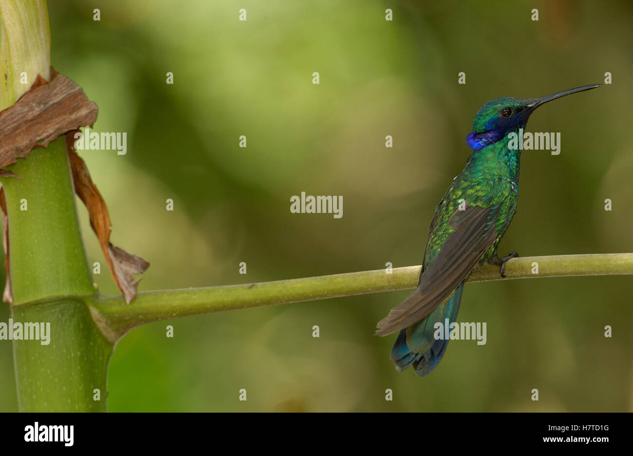 Sparkling Violet-ear (Colibri coruscans) hummingbird perched in Mindo ...