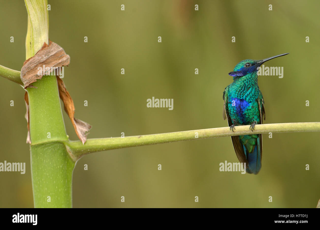 Sparkling Violet-ear (Colibri coruscans) hummingbird perched in Mindo ...