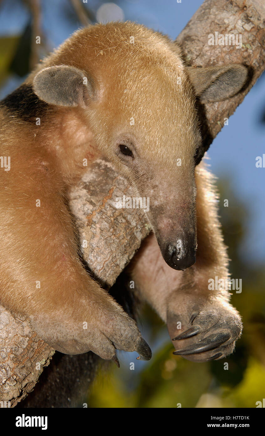 Southern Anteater (Tamandua tetradactyla) lounging in tree, South ...