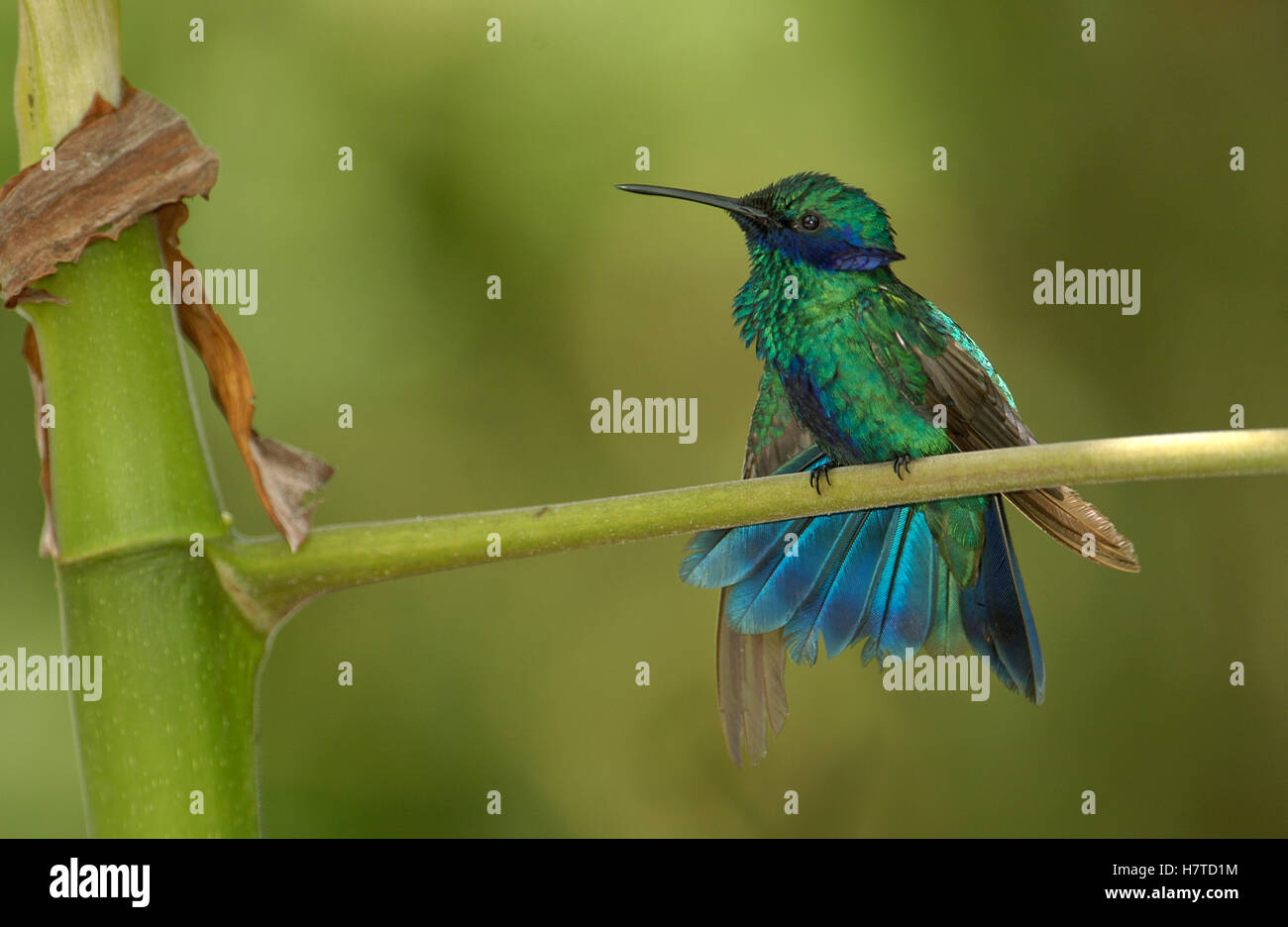 Sparkling Violet-ear (Colibri coruscans) hummingbird perched in Mindo ...
